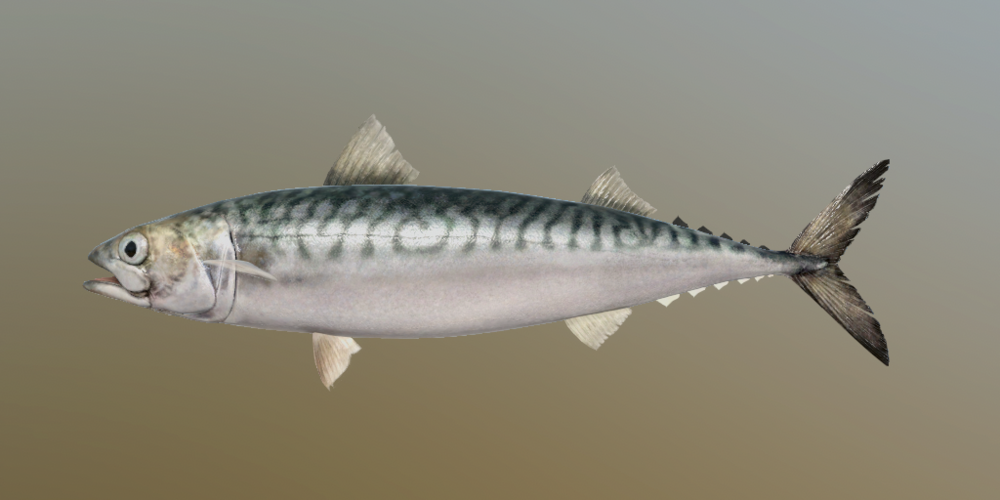 Makrela atlantycka - Gatunki ryb - Russian Fishing 4