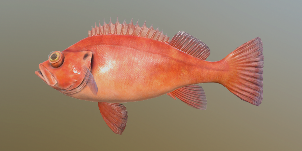 Karmazyn pospolity - Gatunki ryb - Russian Fishing 4