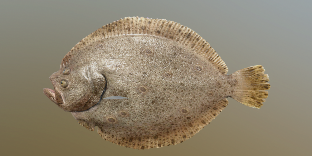 Turbot - Gatunki ryb - Russian Fishing 4